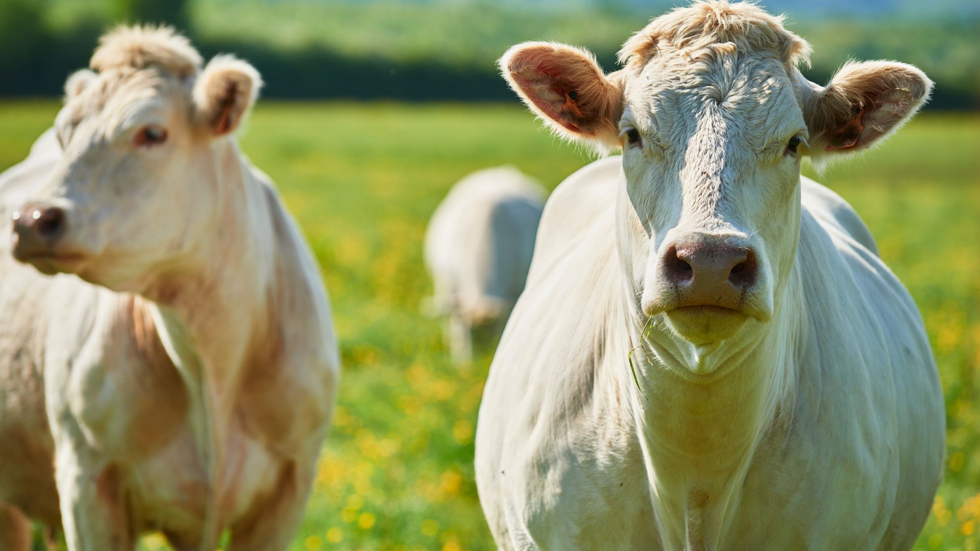 Vet Near Me Horse Cave, KY | Pike Veterinary Services