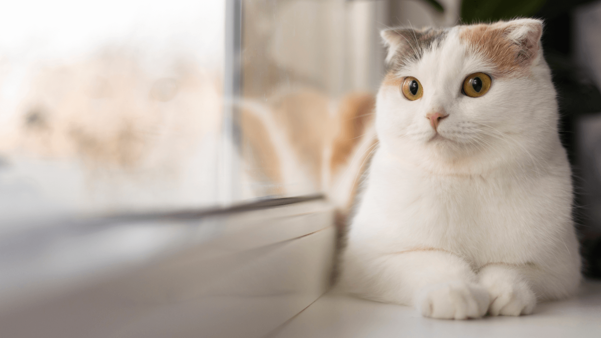 Drop-Off Form | Pike Veterinary Services