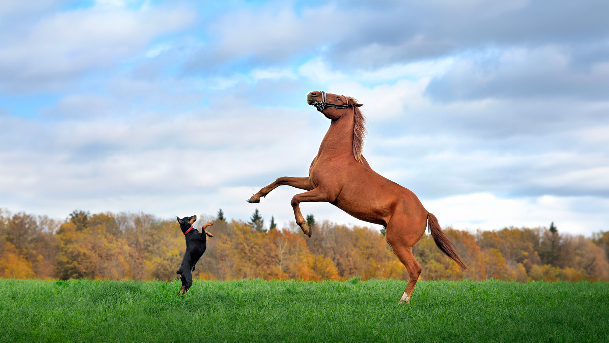 Horse Cave, KY Veterinary Services | Pike Veterinary Services